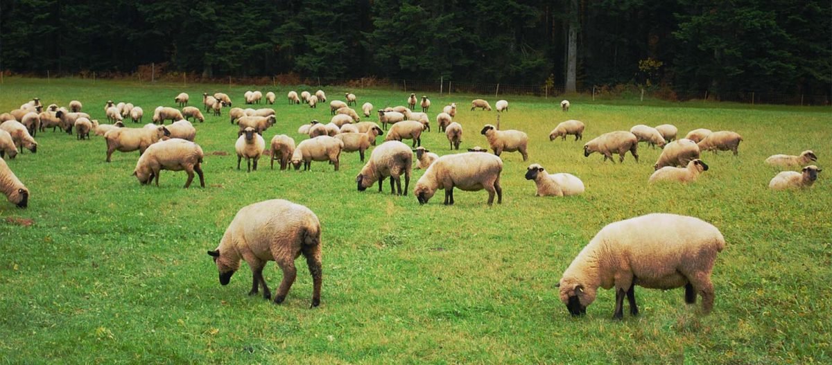 BOI Promotion for Plant or Animal Breeding – MSNA Group